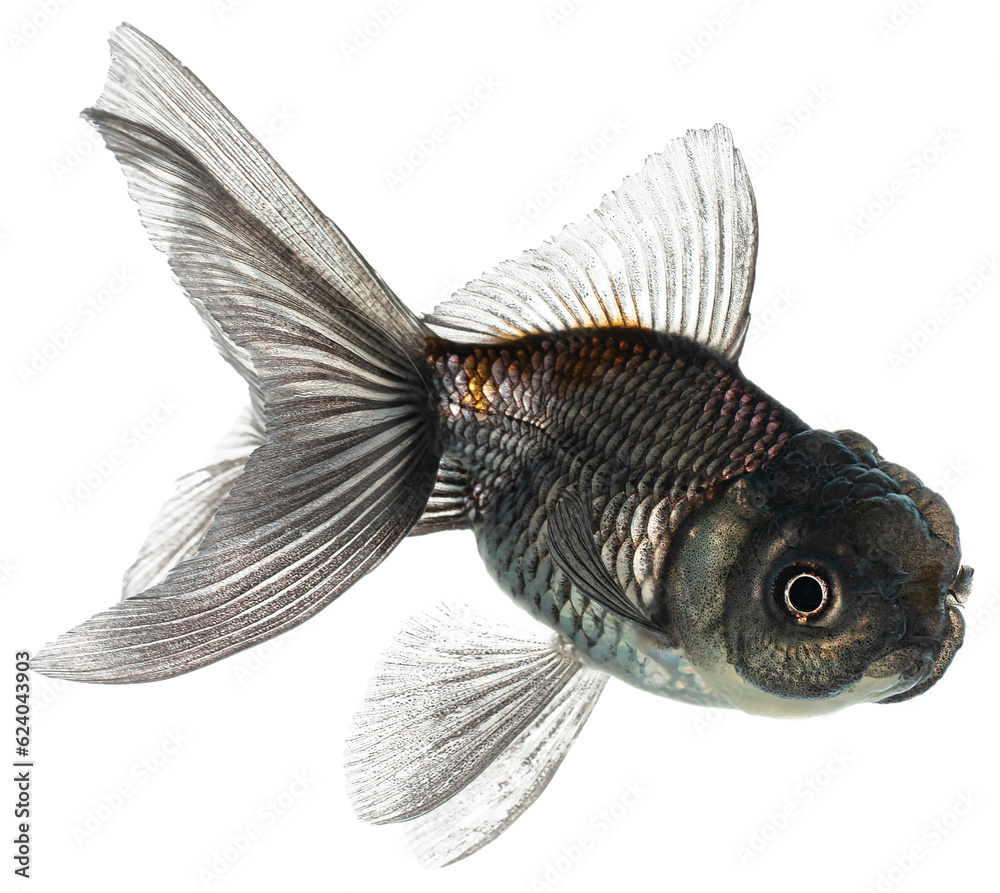 Black swimming cold water fish isolated cutout on transparent ...