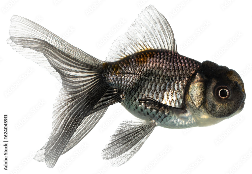 Black swimming cold water fish isolated cutout on transparent ...