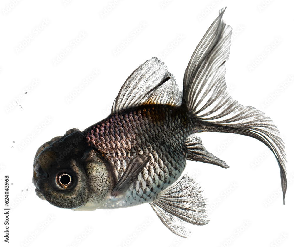 Black swimming cold water fish isolated cutout on transparent ...