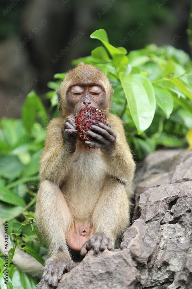 Macaques eat, Thailand Stock Photo | Adobe Stock