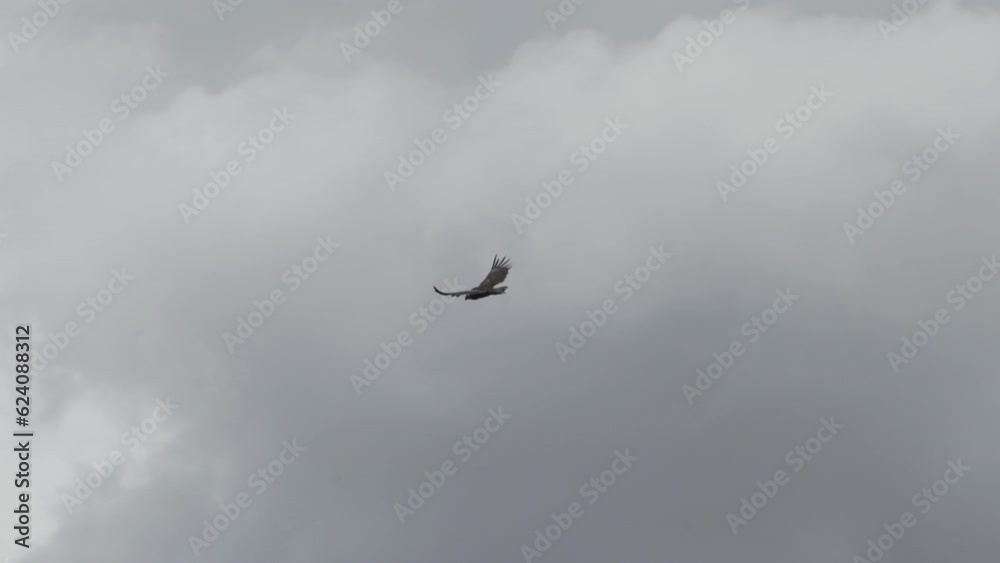 Andean condor, Vultur gryphus, the largest flying birds in the world ...