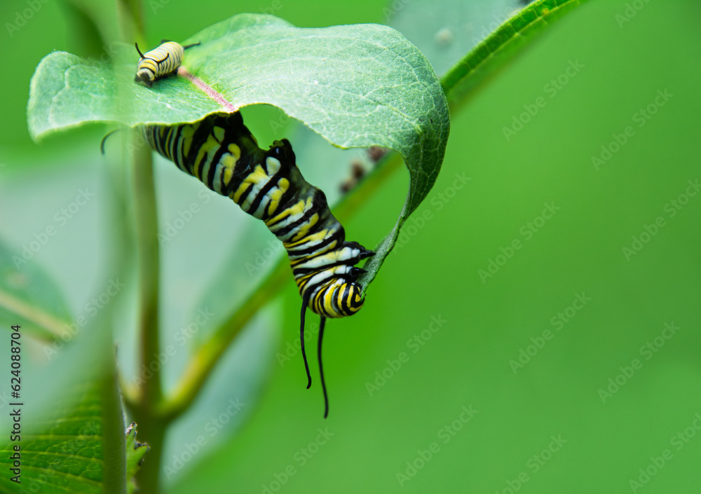 Almost fully grown monarch caterpillar eating a milkweed leaf with ...
