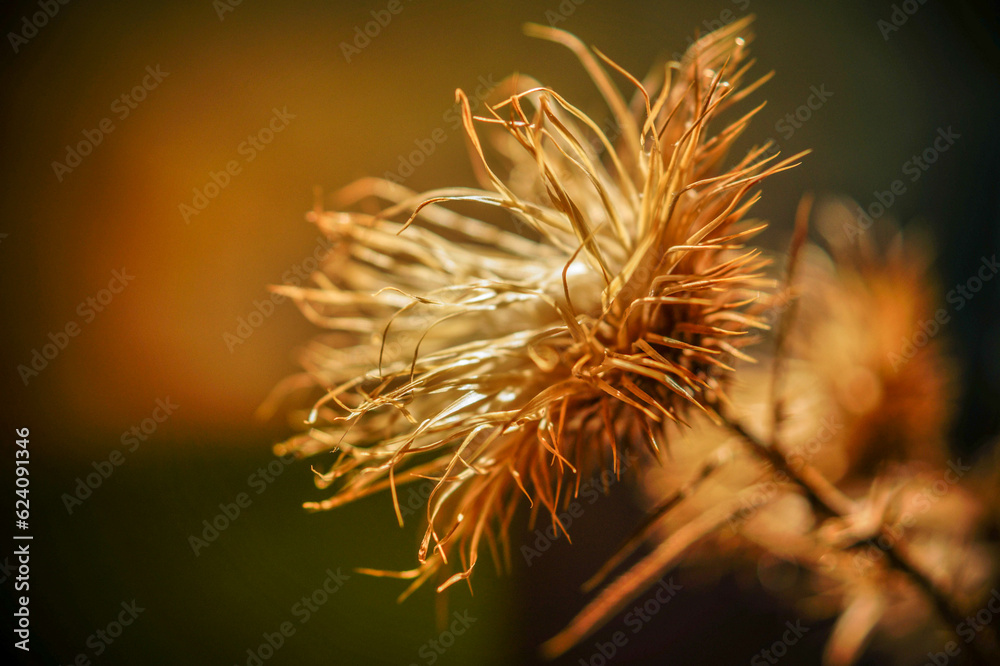 Flore seca de cardo argentino. Galactites tomentosus . Macrofotografía ...