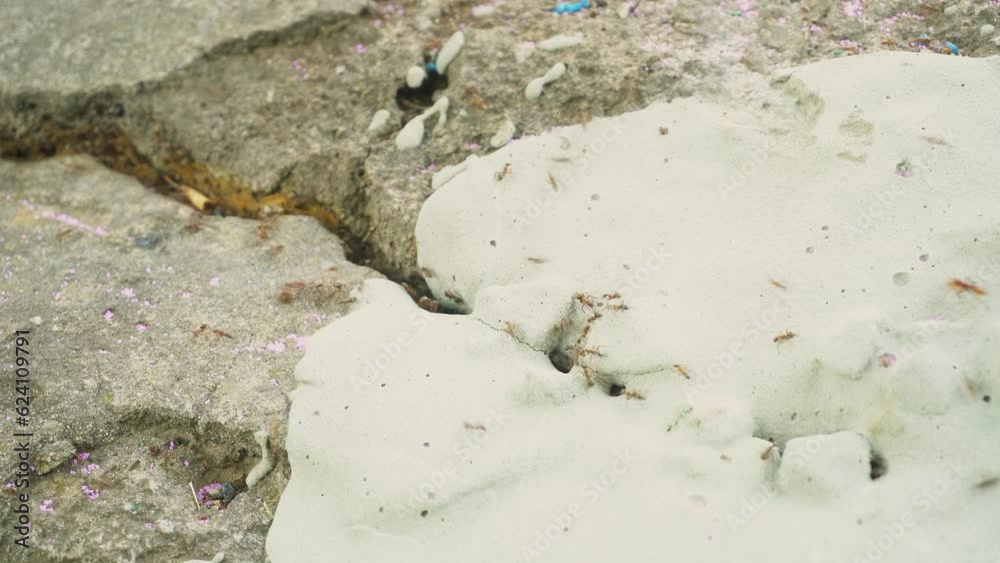 The anthill is teeming with ants, super macro. The observation of ...