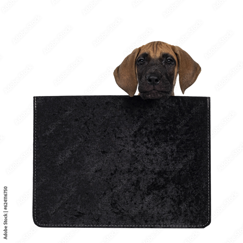 Handsome fawn / blond Great Dane puppy, sitting facing front in black ...