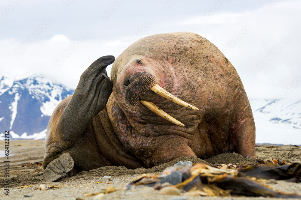 Walrus on the shore of Svalbard. Walruses are one of the largest ...