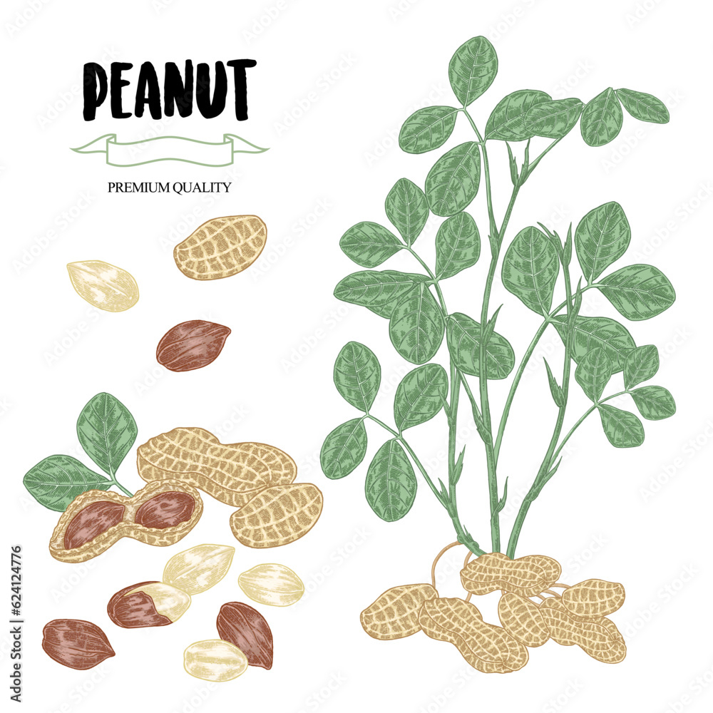 Peanuts vector illustration. Hand drawn Peanut plant with ripe nuts ...