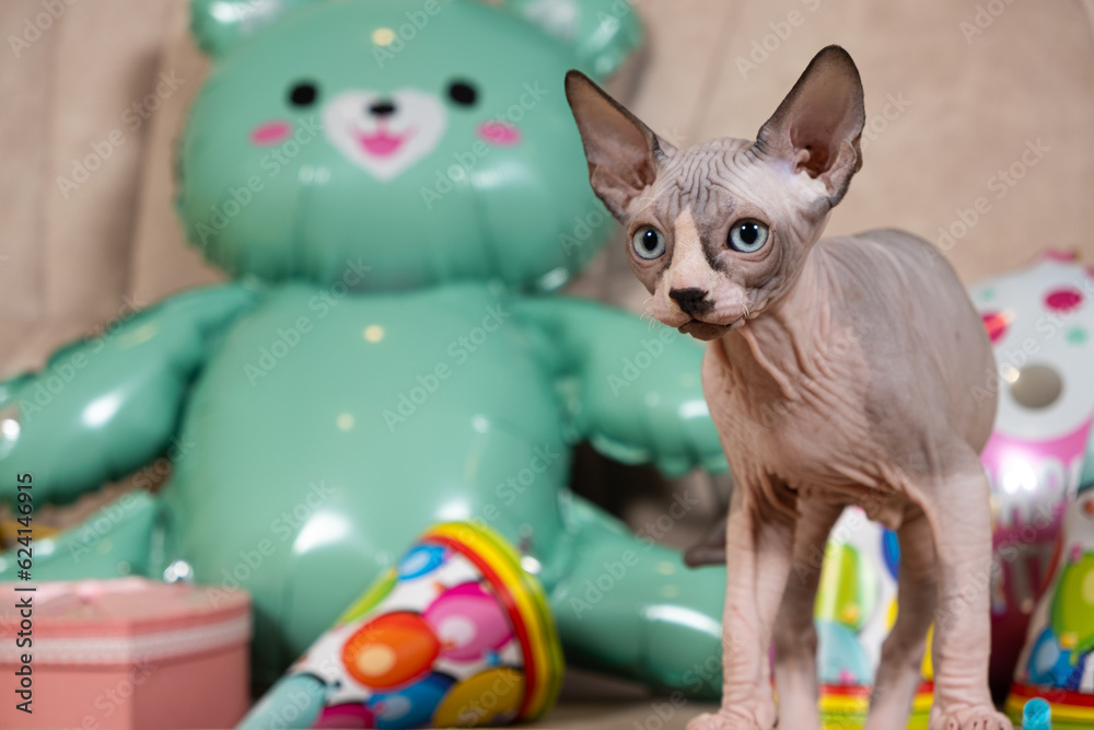 Hairless Sphynx kitten celebrates birthday. A holiday for beloved pet ...