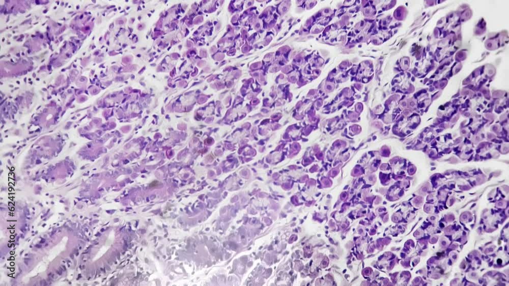 Section of stomach fundic portion magnified under microscope in 200 ...