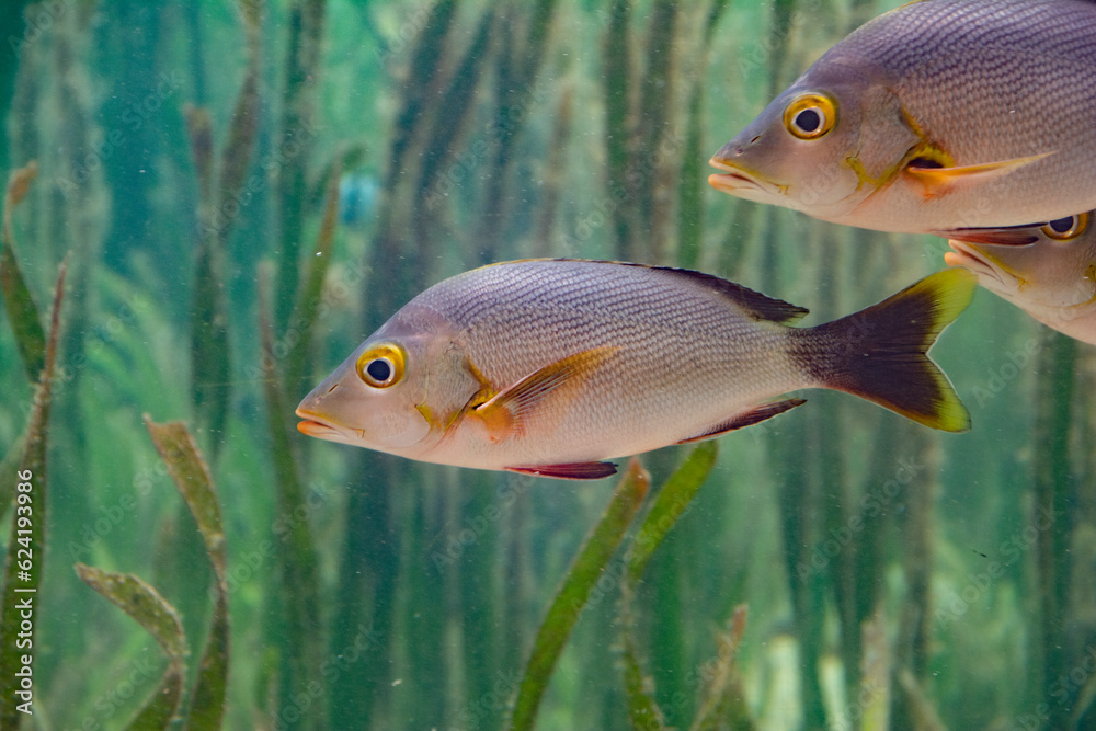 Humpback Red Snapper (Lutjanus gibbus) swimming in seagrass Stock Photo ...