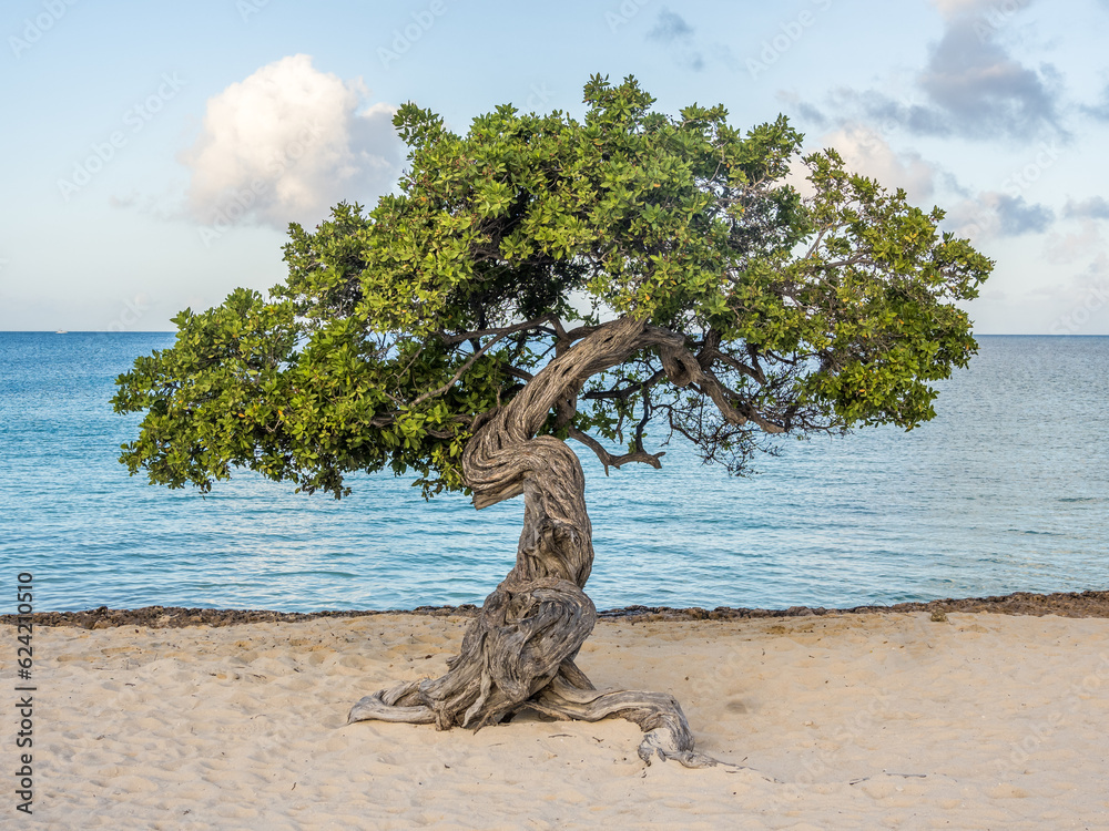 Fofoti Tree - the famous landmark of Aruba Eagle Beach in the morning ...