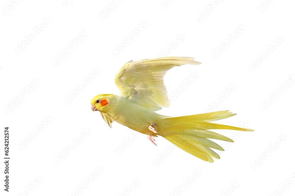 Beautiful of Cockatiel parrot flying isolated on transparent background ...