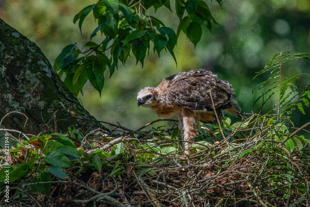 A javan hawk eagle nisaetus bartelsi nestling on its nest over a tall tree, natural bokeh ...