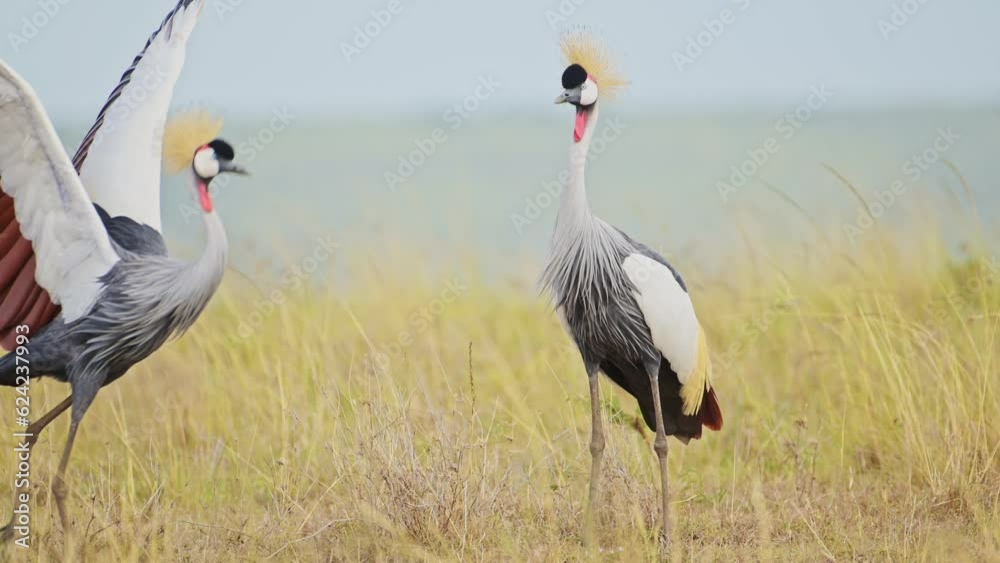 Slow Motion of Grey Crowned Crane Bird Dancing Mating and Displaying ...
