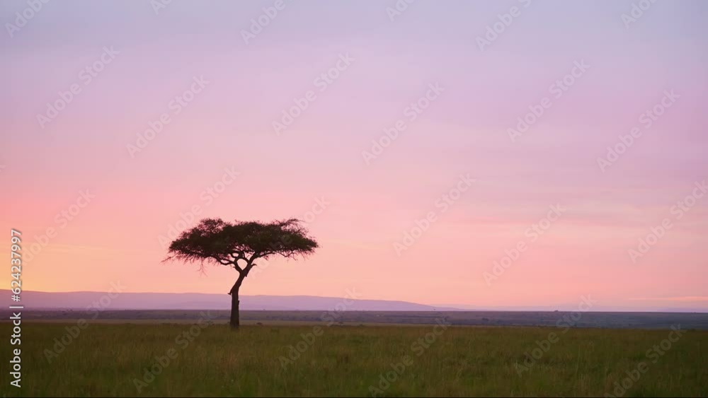 Beautiful scenery sunset before dusk with isolated acacia tree on the ...