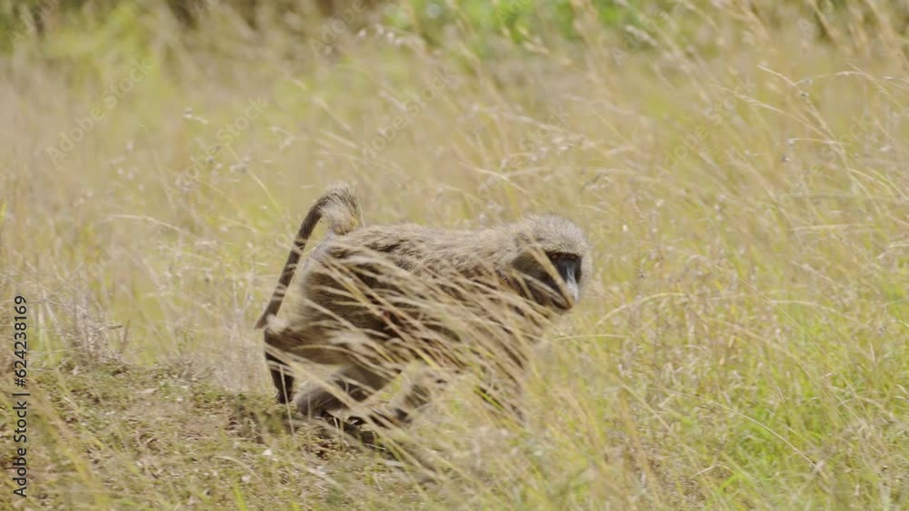 Slow Motion Shot of Baboon walking on all fours through the lush ...