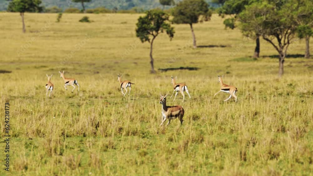 Slow Motion of Cheetah Hunting Warthog and Gazelle Animals Running Away ...