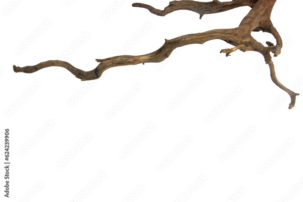 Frame texture root driftwood isolated on transparent background. PNG ...