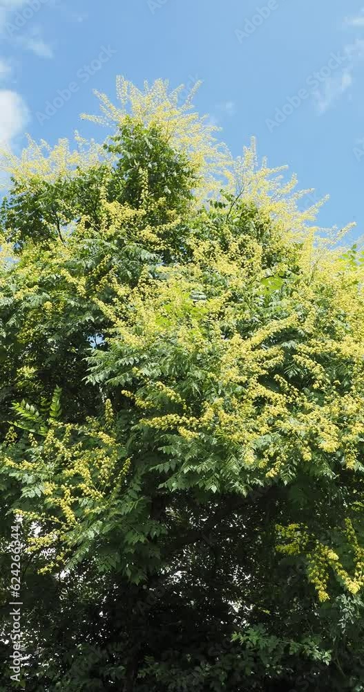 Koelreuteria paniculata | Golden rain tree - Pride of India - Varnish ...