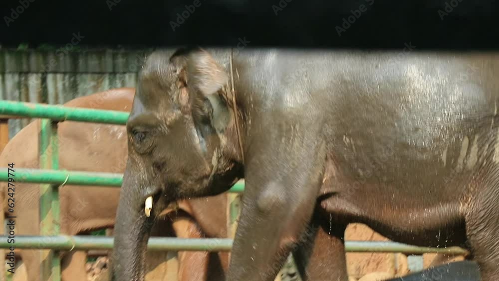 Sumatran elephant calf taking a bath. Latin name Elephas maximus ...