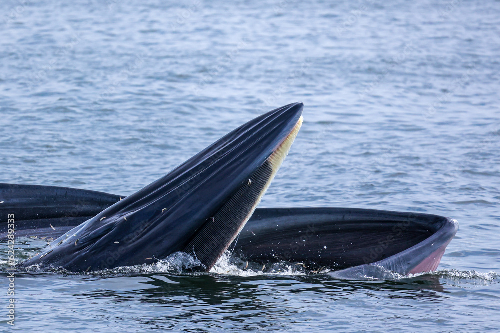 Close up to Bryde's whale mouth , Balaenoptera edeni, showing whale's ...