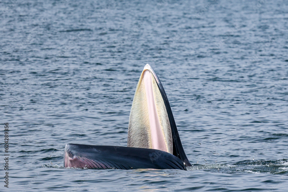 Close up to Bryde's whale mouth , Balaenoptera edeni, showing whale's baleen, trap feeding small ...