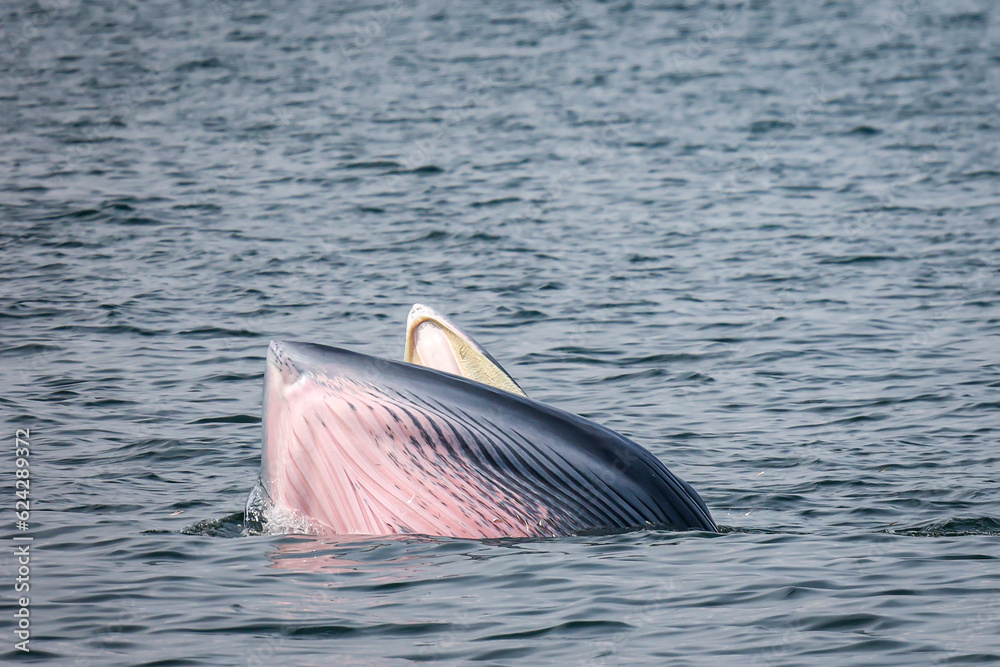 Close up to Bryde's whale mouth , Balaenoptera edeni, showing whale's ...