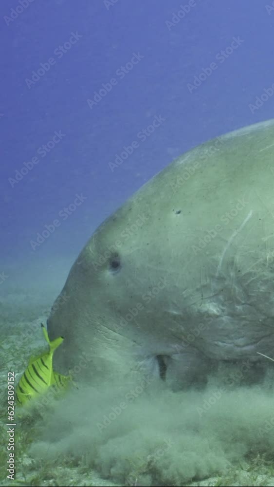 Vertical video, Slow motion, Close up of Sea Cow or Dugong (Dugong ...