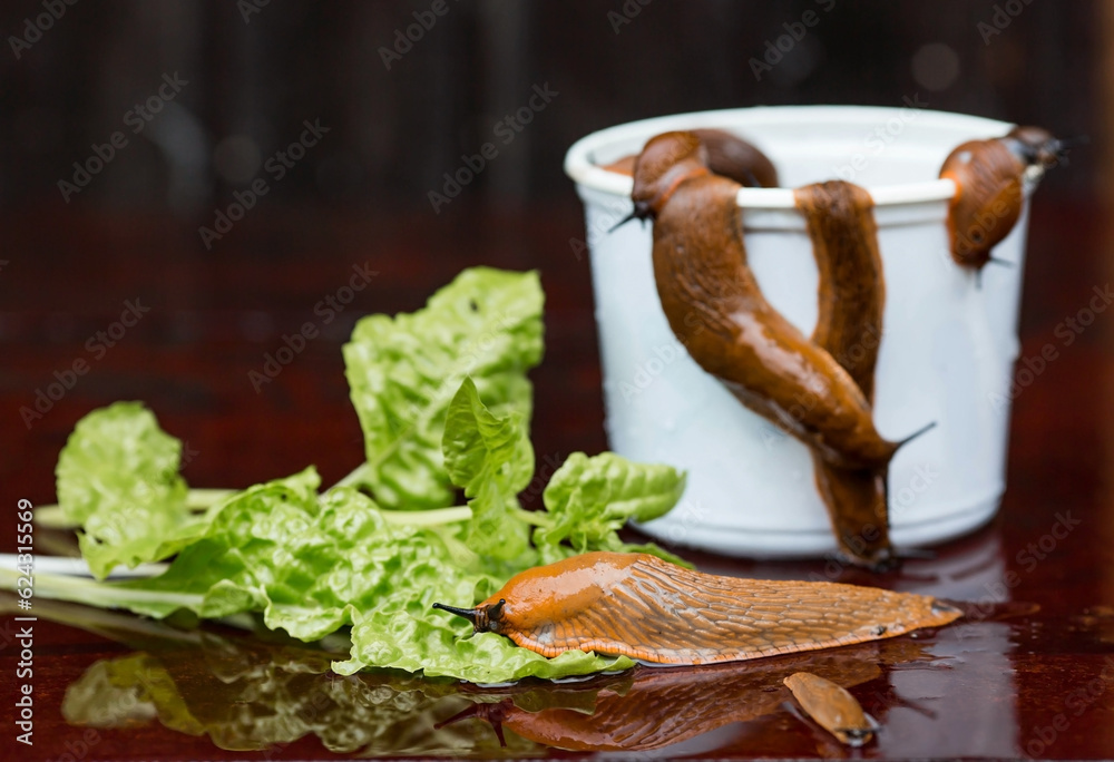 Close-up of the Spanish slug Arion lusitanicus in a bucket. Big slimy ...