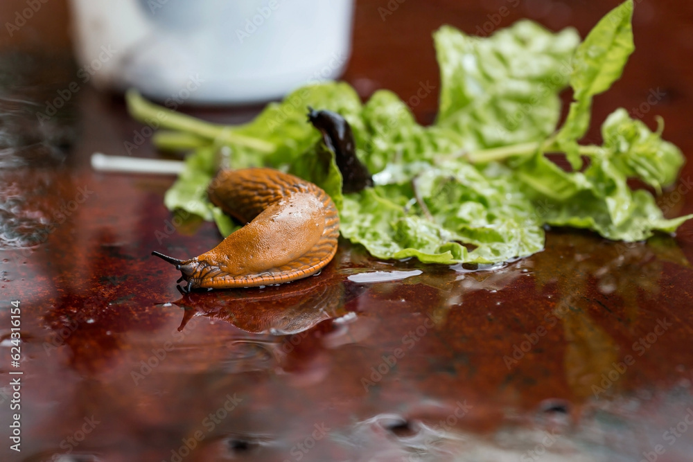 Close-up of the Spanish slug Arion lusitanicus in a bucket. Big slimy ...