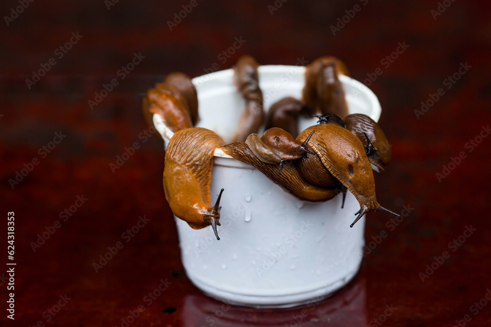 Close-up of the Spanish slug Arion lusitanicus in a bucket. Big slimy ...