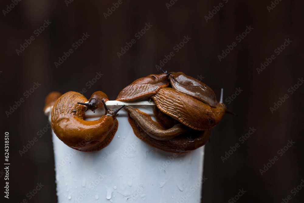 Close-up of the Spanish slug Arion lusitanicus in a bucket. Big slimy ...