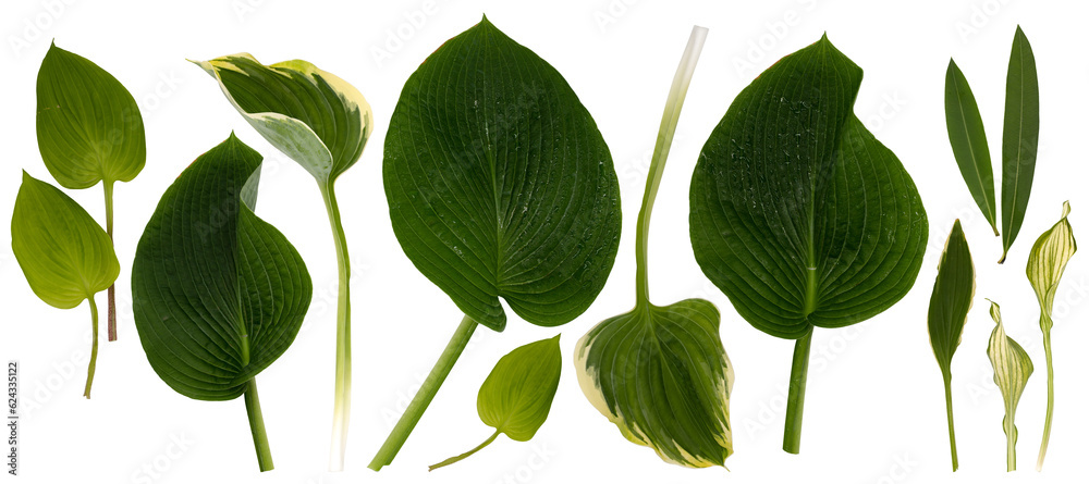 Tropical plants, hosta leaves, PNG on transparent background Stock ...