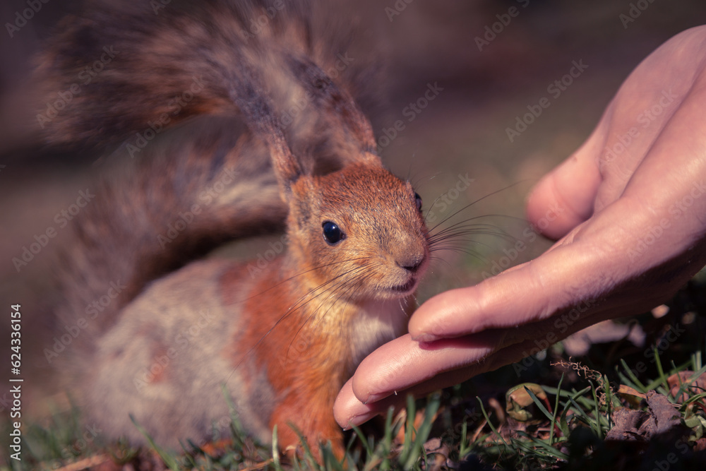 a squirrel on the ground. A small red squirrel is eating from the hand ...