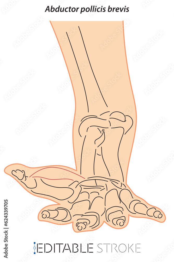 line drawing; See through; brevis; doctor learning; science; hand ...
