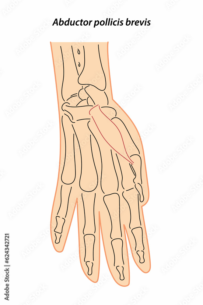 Medical illustration of Abductor pollicis brevis hands muscle. Line ...