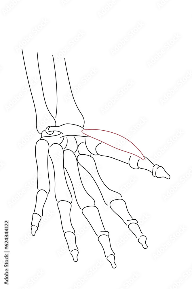 Medical illustration of Abductor pollicis brevis hands muscle. Line ...