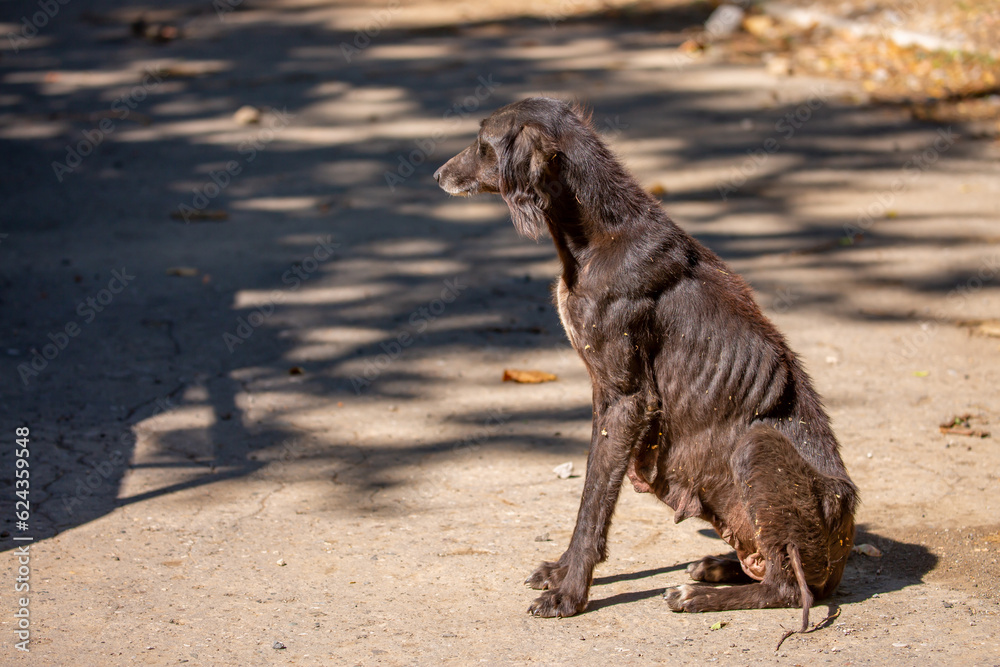 Abandoned starving animals on the streets of the ruined city, thin ...
