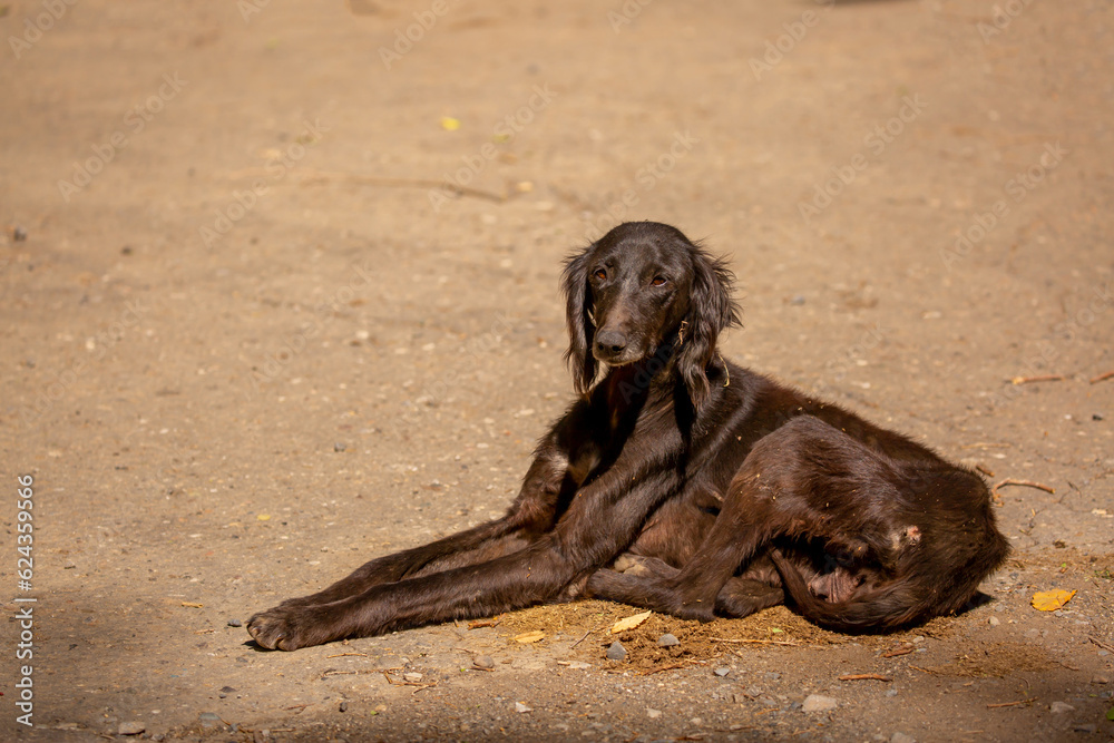 Abandoned starving animals on the streets of the ruined city, thin ...