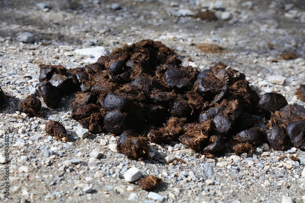 Foto de Donkey or mule droppings - animal feces in the grass. French ...