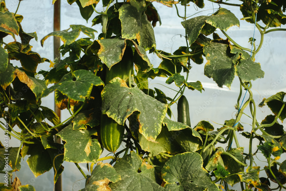 cucumbers in the greenhouse affected by powdery mildew, fungal ...