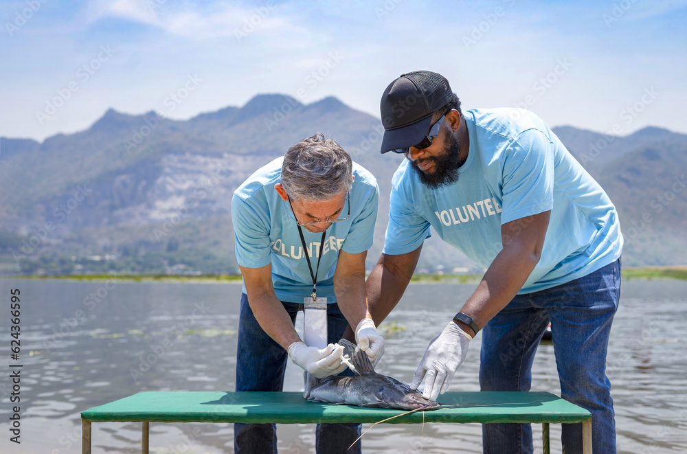 volunteers led by a biologist injecting microchips to reproduce fish by ...