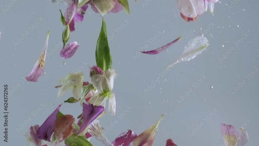 Underwater Beauty: Floral Petals Floating in Water. Concept on nature ...