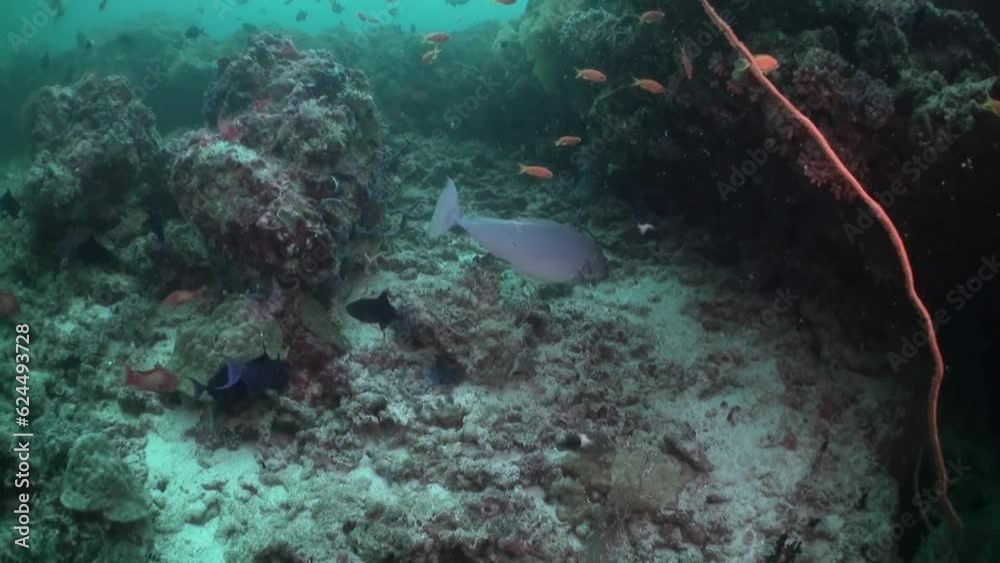 Maldives underwater view of fish and corals is must-see for any ...