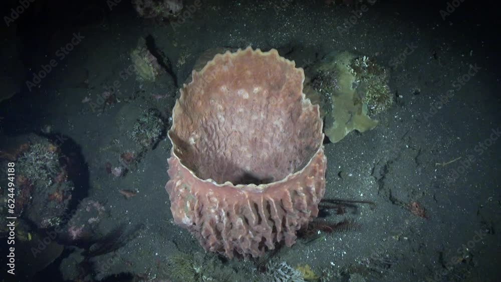 Underwater landscape of Bali is adorned with polyps. Polyps in Bali ...