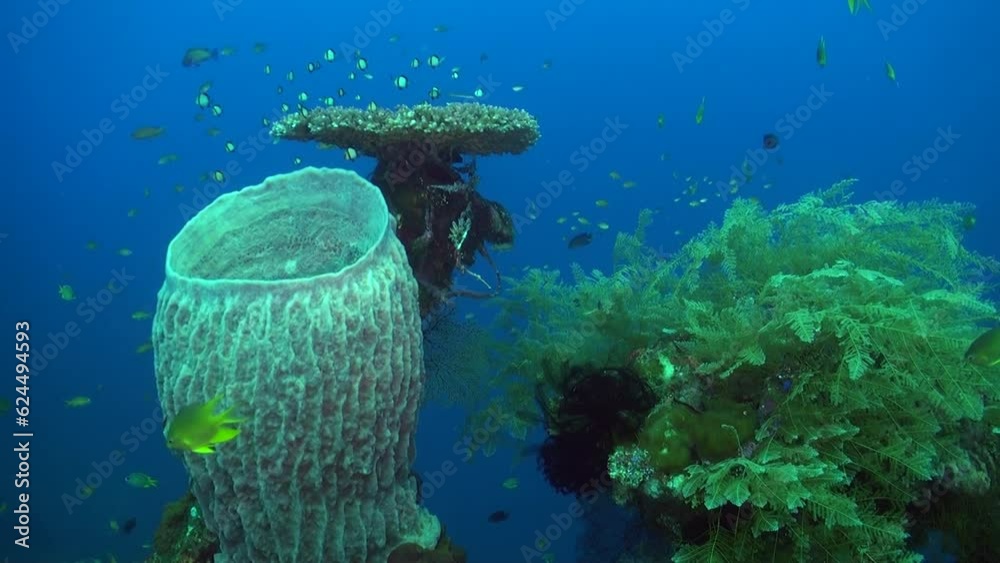 Underwater polyps in marine ecosystem in Bali. Presence of underwater ...