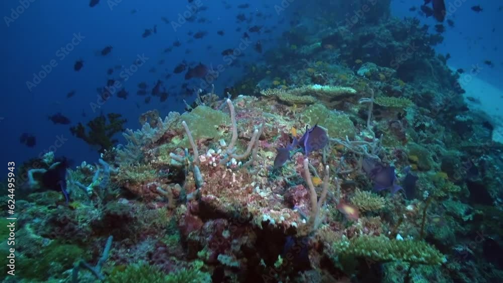 Vidéo Stock Colorful array of fish species on underwater coral reef ...