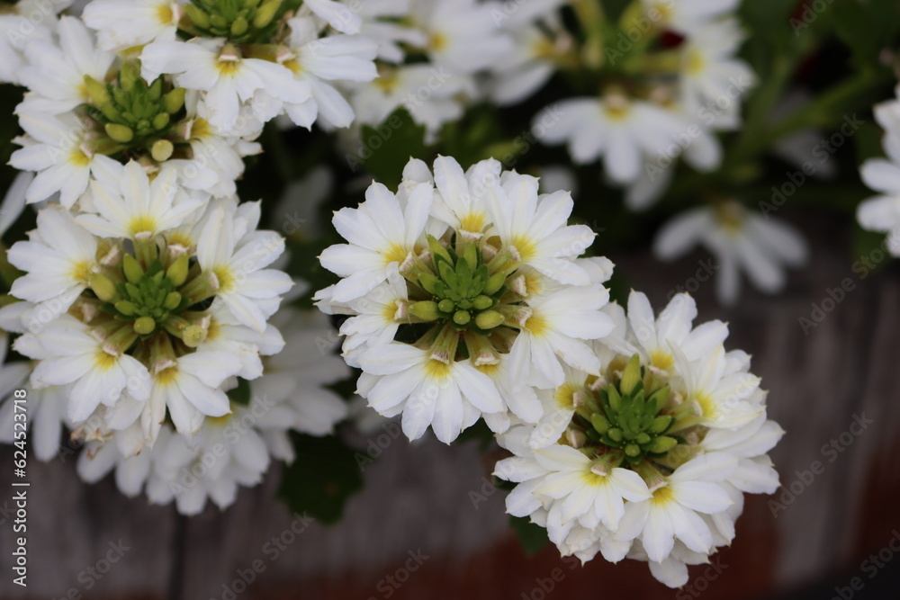 Sweden. Scaevola aemula, commonly known as the fairy fan-flower or ...