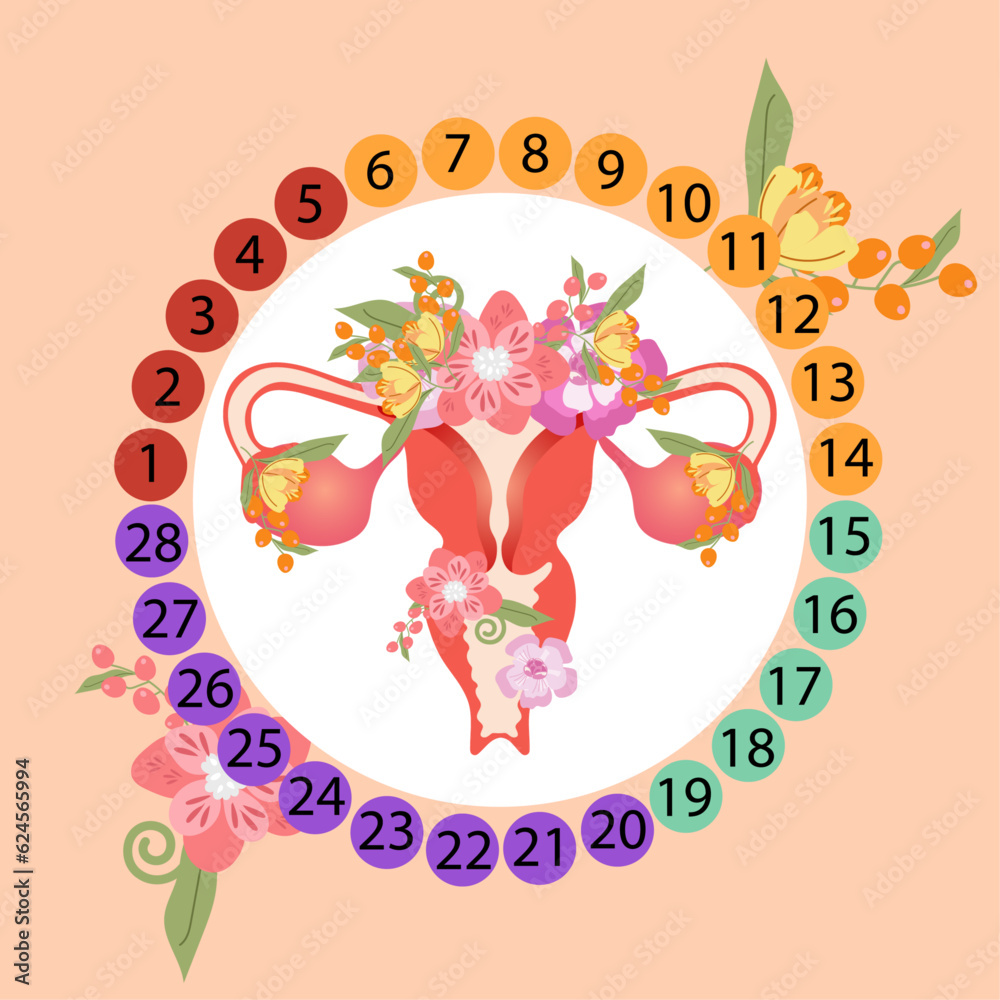 Medical stages of the menstrual cycle with woman's reproductive system ...