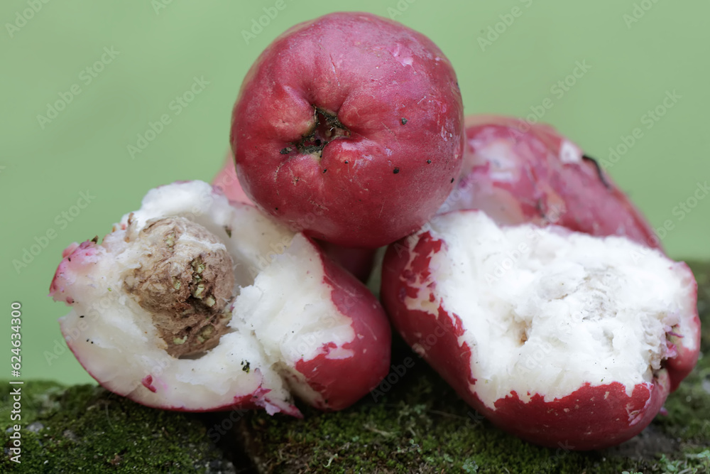 A bunch of pink Malay apples that fell to the ground in the wind. This ...